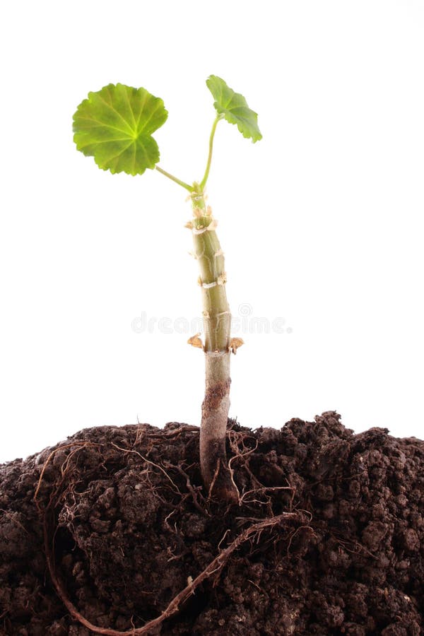 Plant roots and soil stock image. Image of small, growth - 36584787