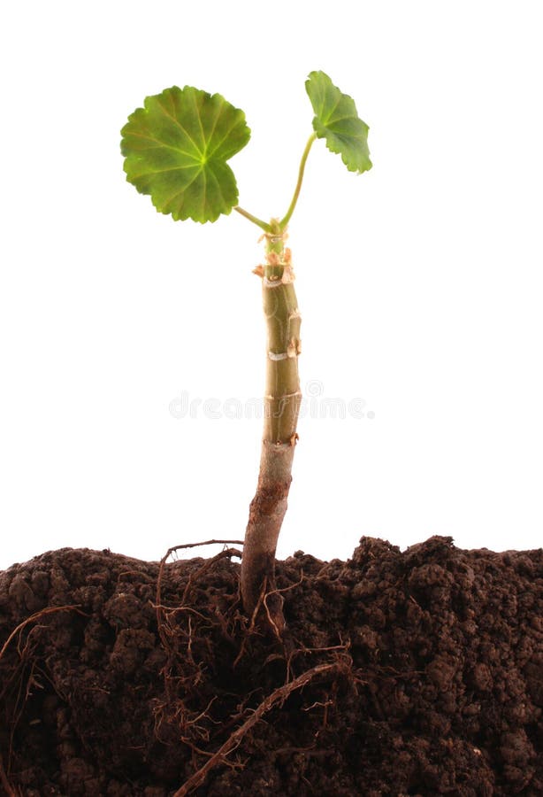 Plant roots and soil stock photo. Image of underground - 37906226