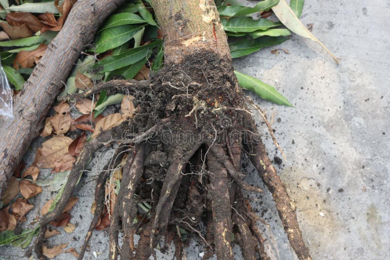 Plant Roots Spread Widely in the Ground, Ready To Support Plant Growth ...
