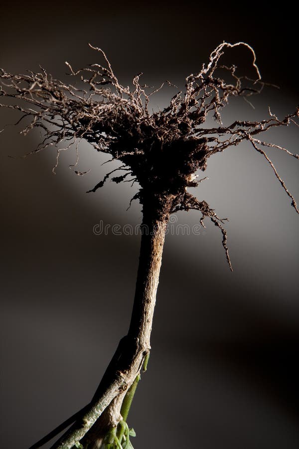 Plant Roots - Studio Lightning Stock Image - Image of garden, botany ...