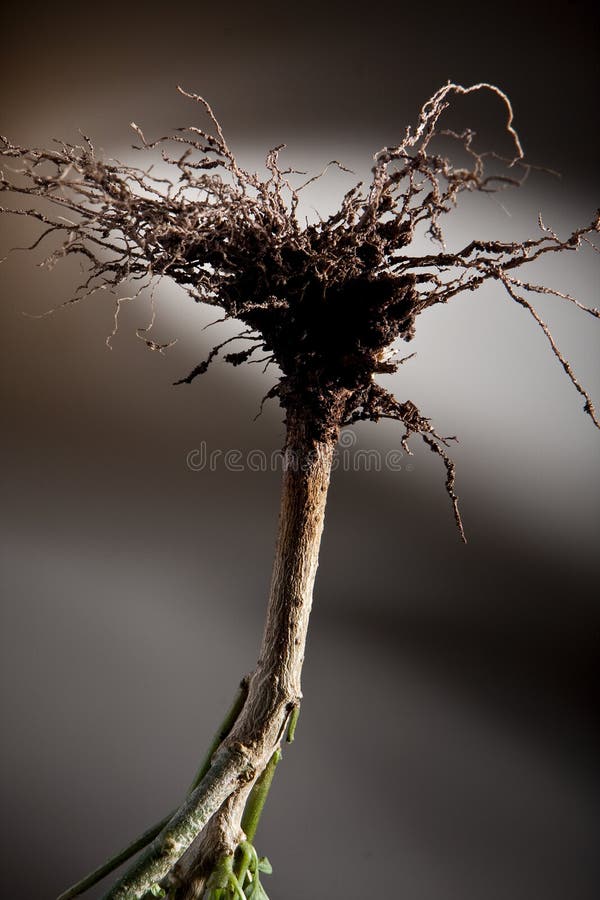 Plant Roots - Studio Lightning Stock Photo - Image of grass, wood ...