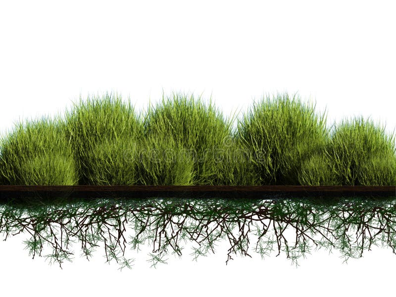 Plant Roots Side View