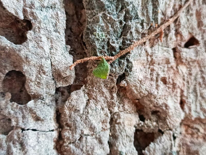 Plant Roots Vines on Old Tree Trunks Stock Image - Image of garden ...