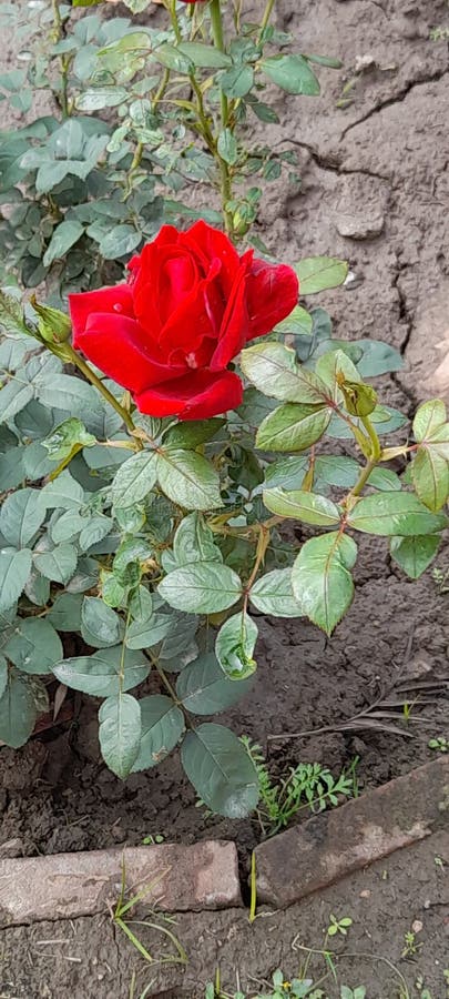 Plant of rose stock photo. Image of soil, rose, leaves - 218850246