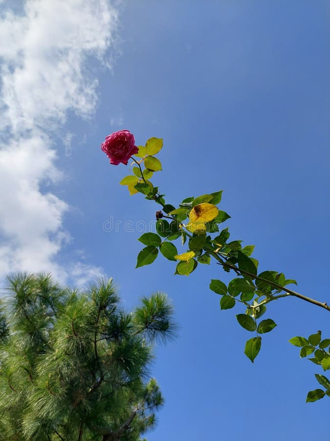 Plant Rose Flower in the Sky Stock Photo - Image of flower, meadow ...