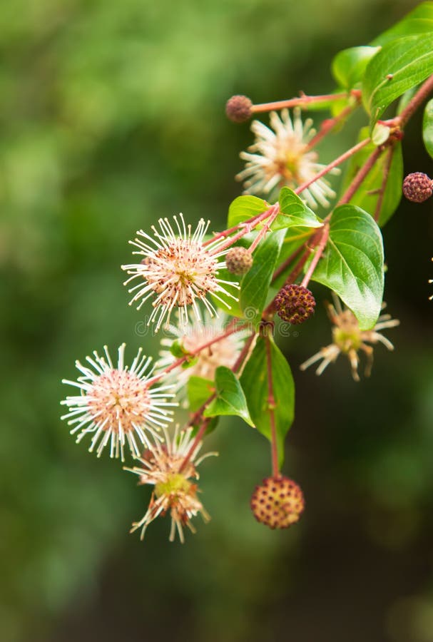 Plant with Round Flowers on a Branch Stock Image - Image of white ...
