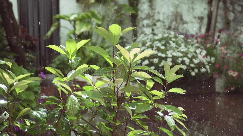 A Plant that`s Getting Rain and Sunshine at the Same Time Stock Video ...