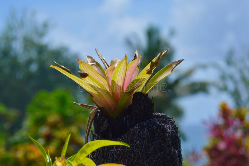 Plant in Samoa Pacific stock image. Image of resort - 108947135