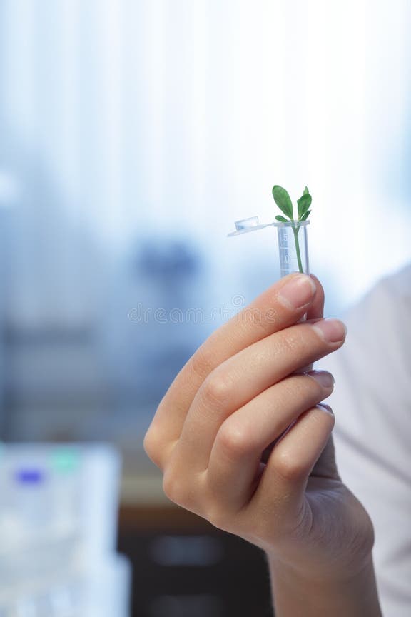 Plant sample stock photo. Image of liquid, leaf, agriculture - 24554354