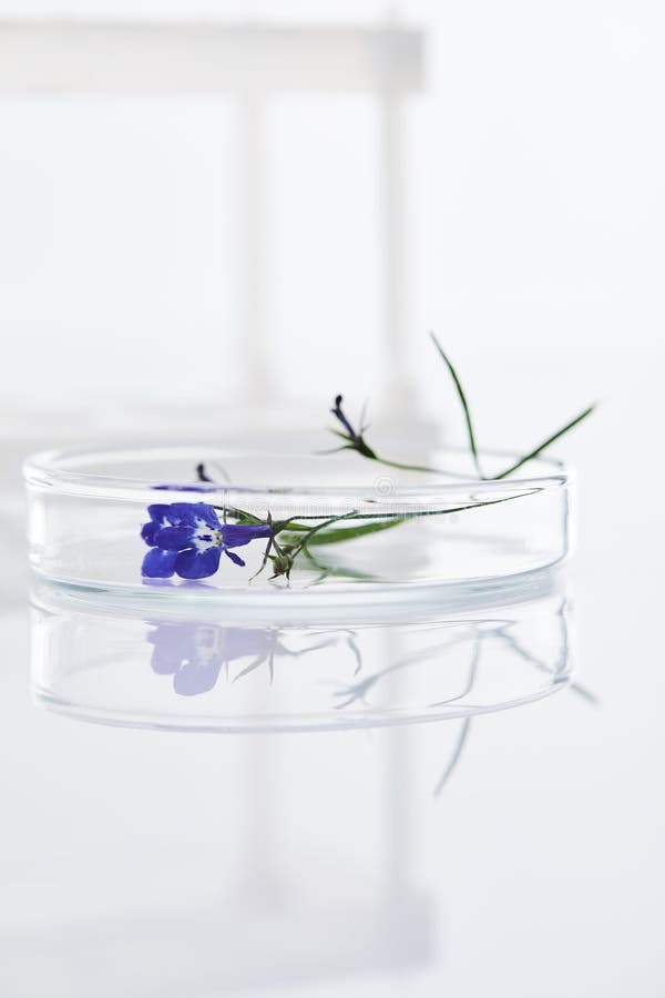 Plant Sample on Glass on White Stock Image - Image of experiment ...