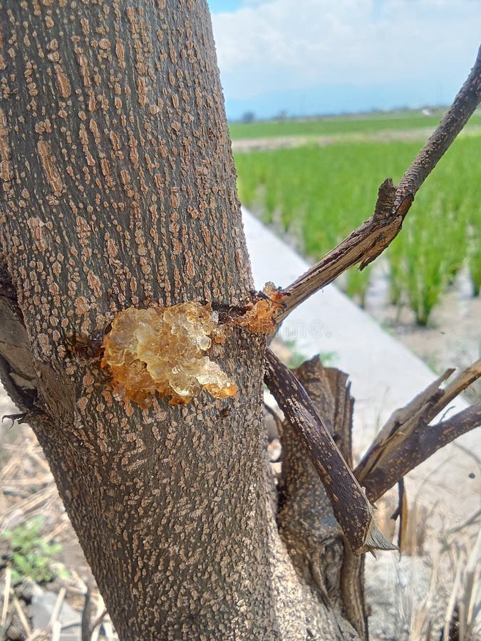 Plant Sap that Has Crystallized in the Stem Stock Image - Image of ...