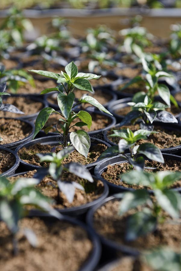 Small Plant Sapling Closeup Stock Image - Image of sapling, greenhouse ...
