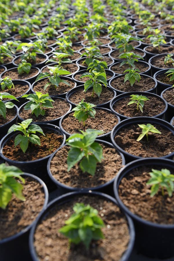 Plant Saplings in pots stock photo. Image of environment - 52833812