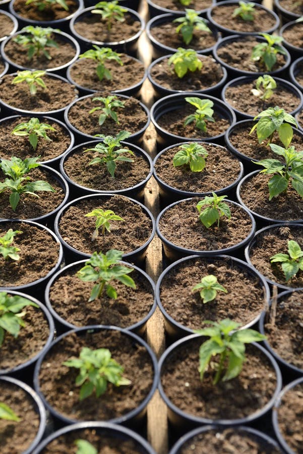 Plant Saplings in pots stock photo. Image of environment - 52833812
