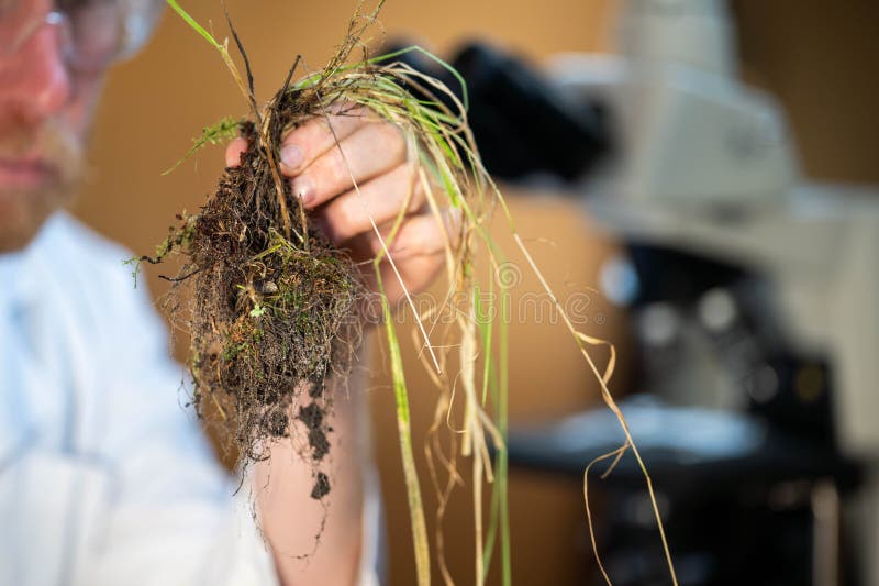 Plant Scientist Holding Grass Root Studying Growth in a Laboratory ...