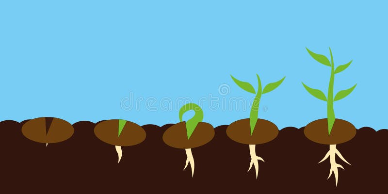 Plant Seed Germination Process Stages. Stock Illustration ...