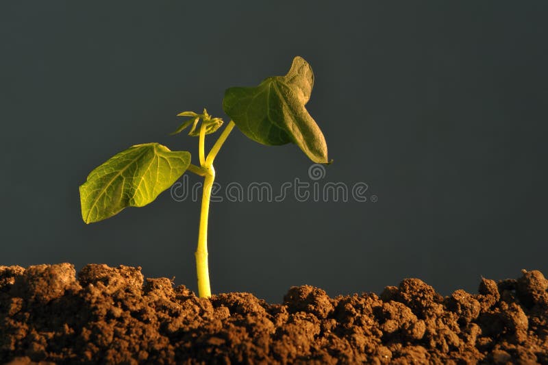 Seedling Free Stock Photos & Pictures, Seedling Royalty-Free and Public ...