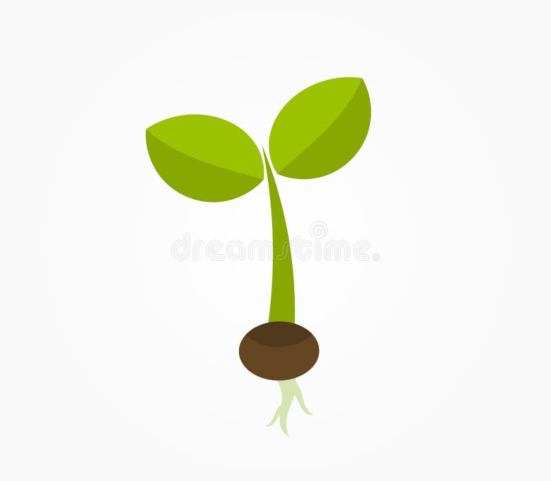Plant Seedling Growing from the Seed Icon Stock Vector - Illustration ...