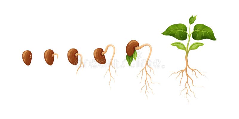 Plant Seedling. Root Bean Seed, Cotyledon Development and Agriculture ...