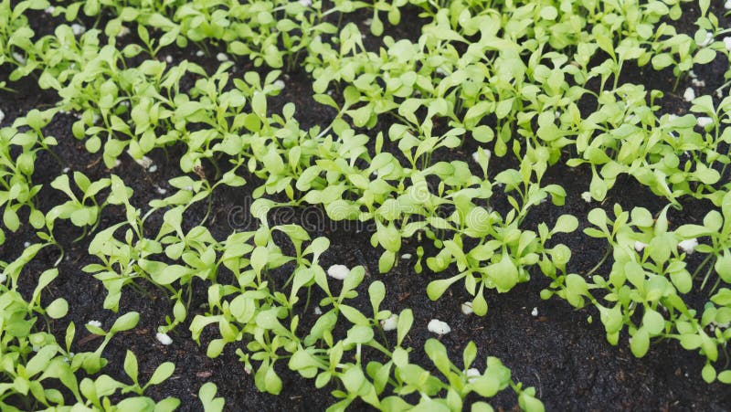 Plant Seedling in the Vegetable Plot Stock Photo - Image of agriculture ...