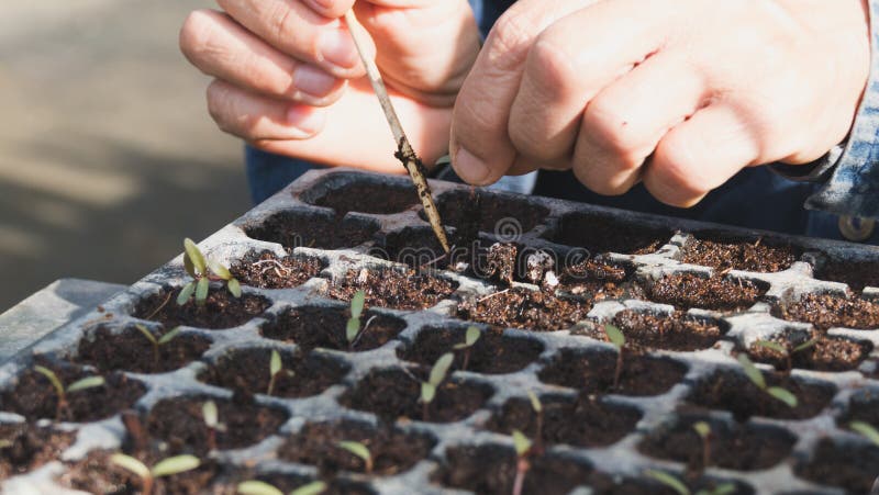 Plant Seedling in the Vegetable Plot Stock Image - Image of summer ...