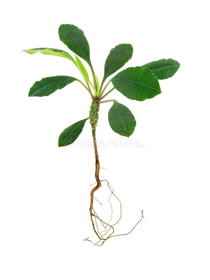 Colocasia stock photo. Image of chinese, dalo, close - 48747272