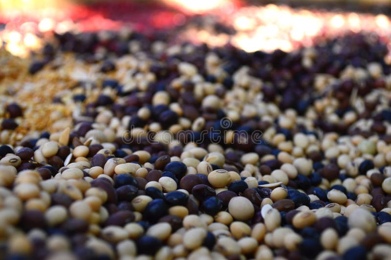 Plant Seeds Planting Trees Growth,the Seeds are Germinating on Good ...