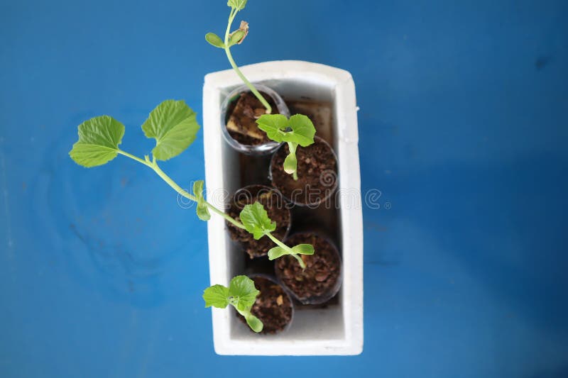 Plant seeds grow well stock photo. Image of meal, herb - 314355944