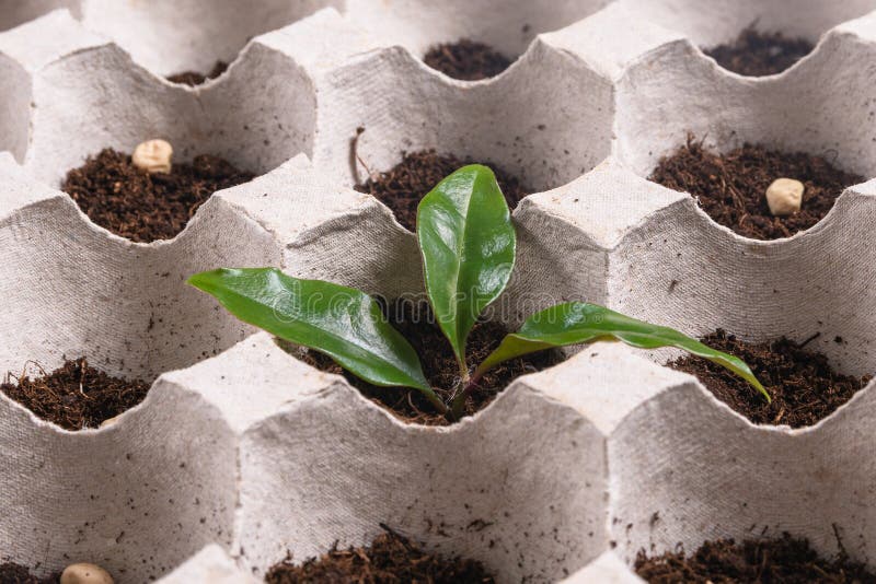 Plant Seeds for Seedlings are Planted in a Paper Container from Under ...