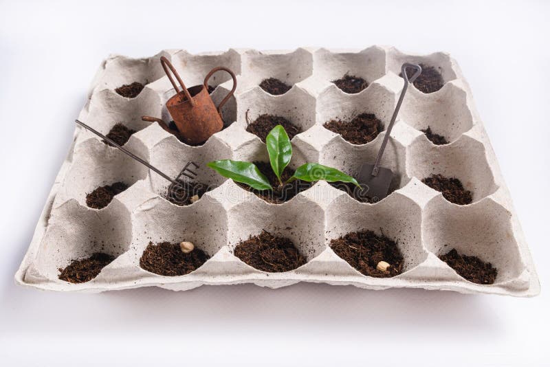 Plant Seeds for Seedlings are Planted in a Paper Container from Under ...