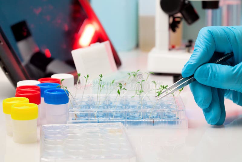 Biotechnology - Lab Experiment Stock Photo - Image of genetically ...