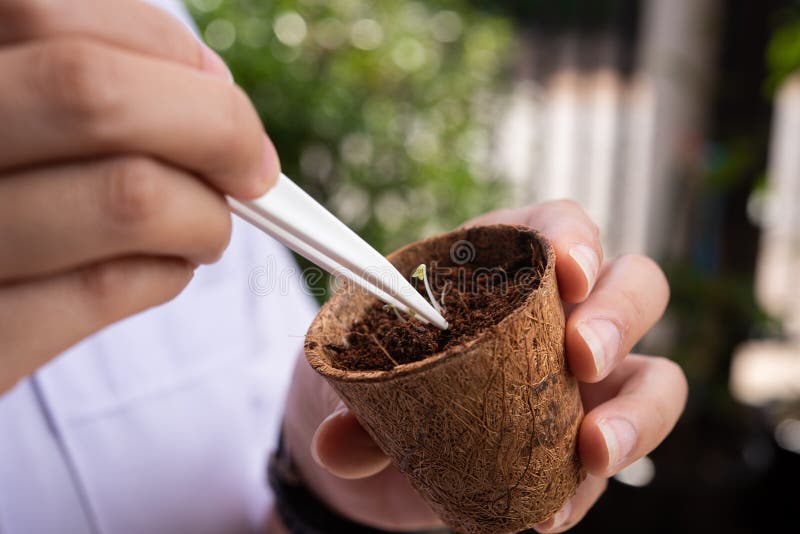 Plant Selection and Exploring New Methods of Plant Breeding Stock Photo ...