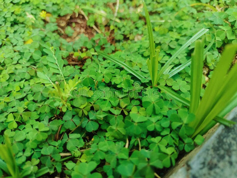 Plant Semanggi Green Leaves Background Nature Stock Photo - Image of ...