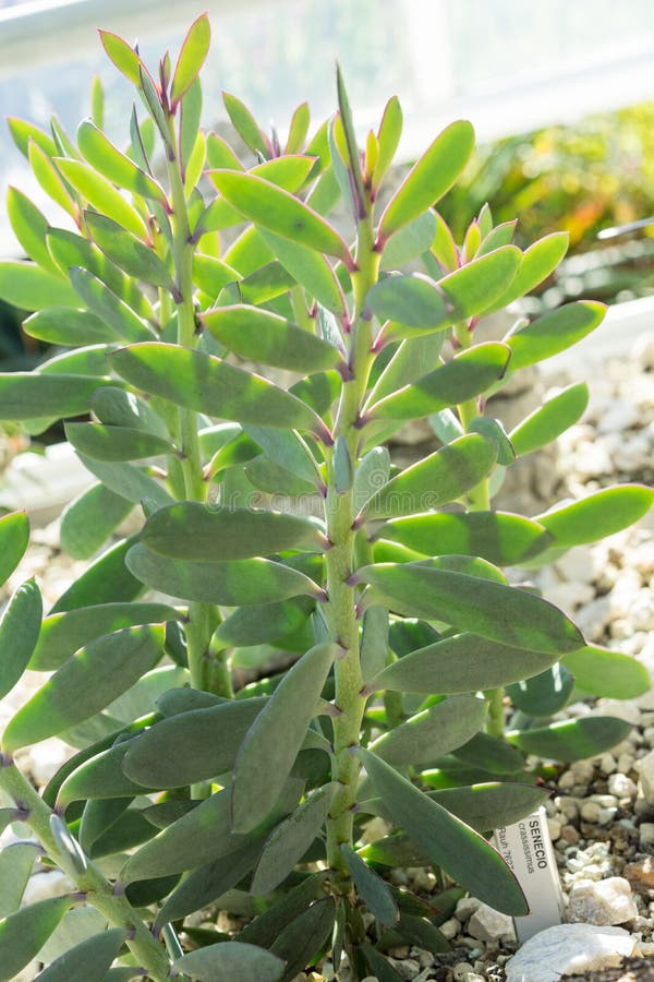 Senecio Crassissimus Asteraceae Cactus Plant Close Up Leaf View with ...