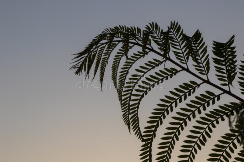 Plant Shadow on the Sunset Colorful Sky Stock Image - Image of tropical ...
