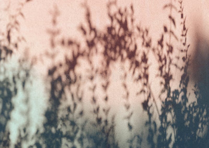 Plant Shadow Texture on a Wall Stock Photo - Image of rough, colorn ...