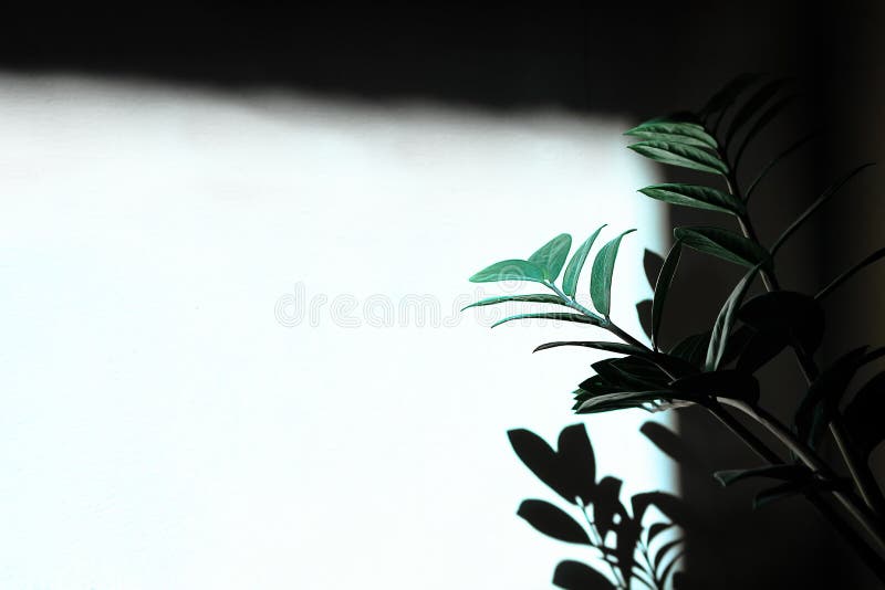 Plant shadow on the wall stock image. Image of branch - 253927739