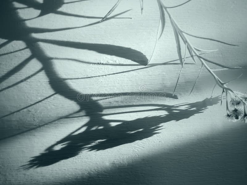 Plant Shadows on Light Wall Stock Photo - Image of hang, shadow: 163950926