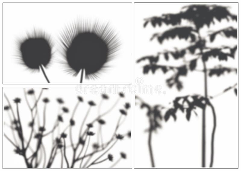 Plant shadows Set stock vector. Illustration of plant - 198083169