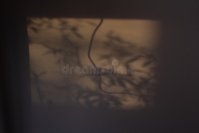 Plant shadows on wall stock image. Image of backdrop - 178791287