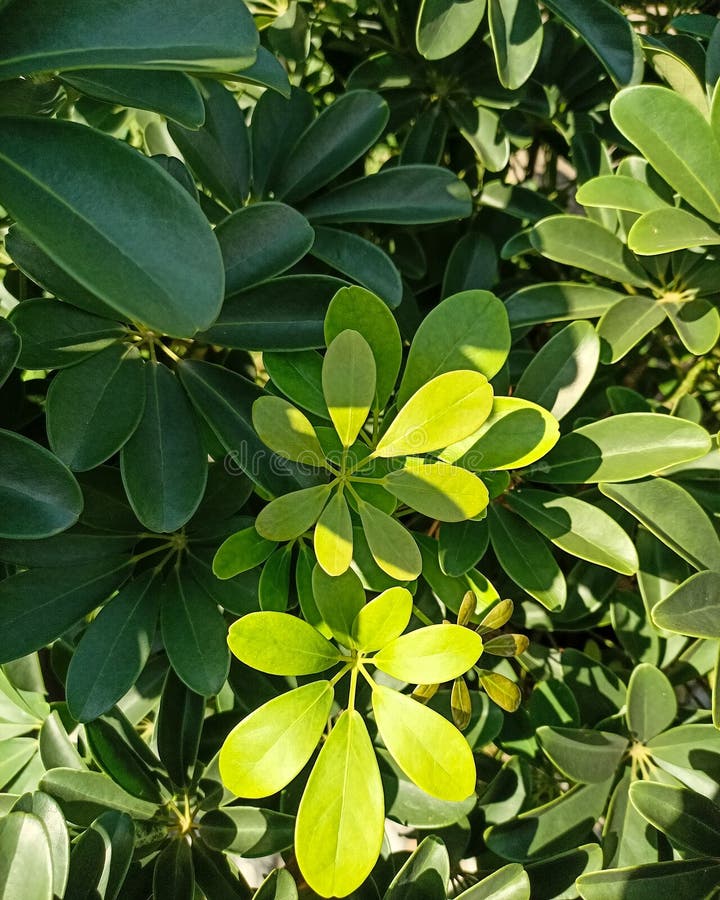 Plant shine by the sun stock photo. Image of tree, garden - 227379822