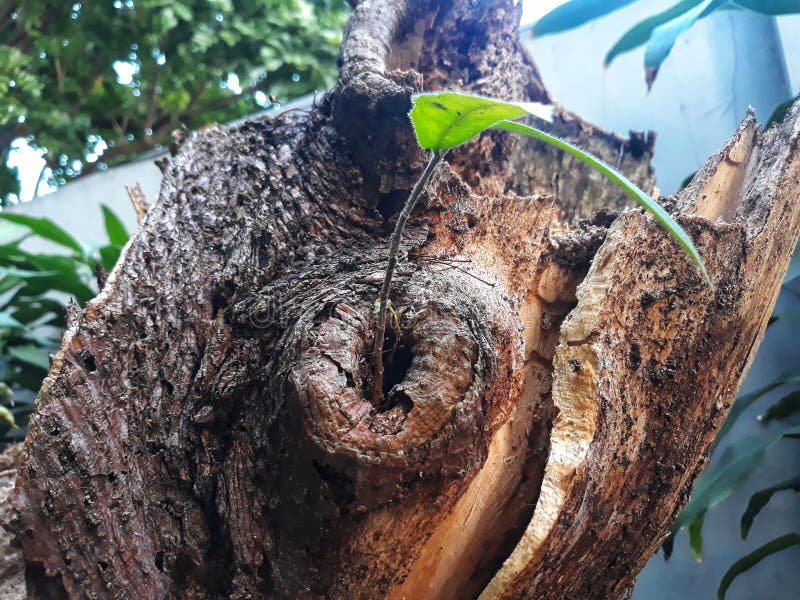 A Plant Shoot that Grows on a Tree Trunk Stock Image - Image of earth ...