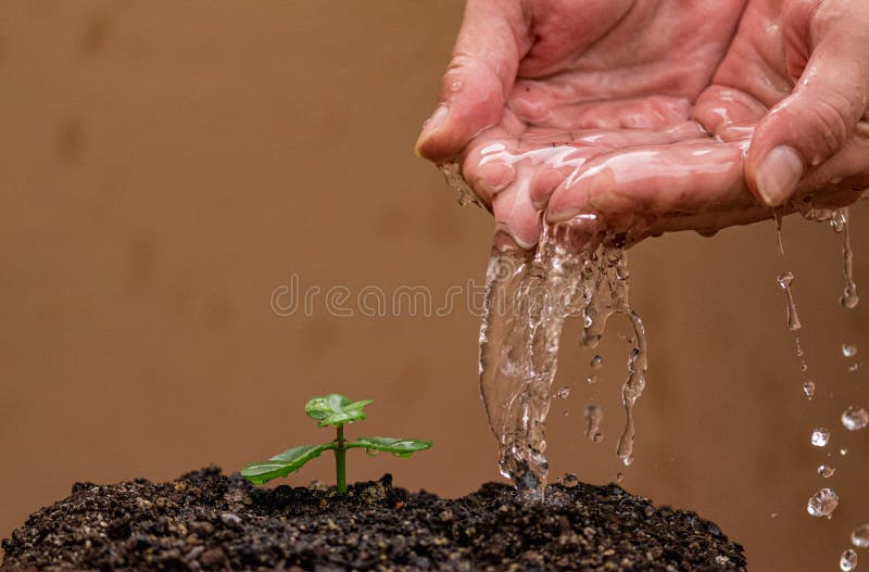Hand watered plant shoot stock photo. Image of hand - 256421168