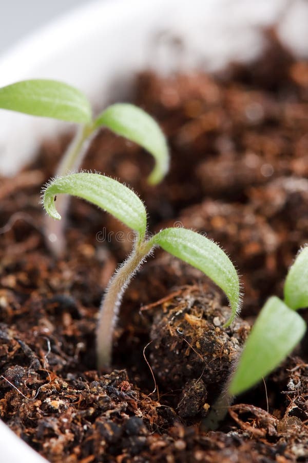 Plant shoots stock photo. Image of earth, close, botanical - 13188350