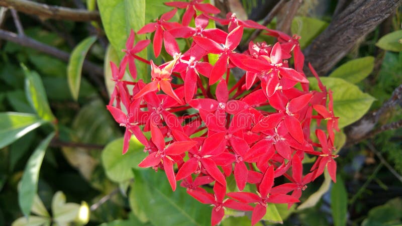 Bright stock photo. Image of flower, bright, days, showing - 112785508