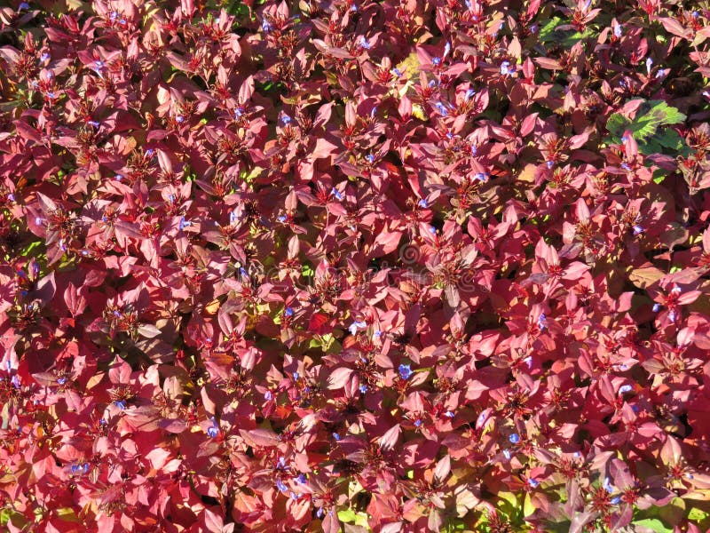 Plant, Shrub, Autumn, Deciduous Stock Image - Image of groundcover ...