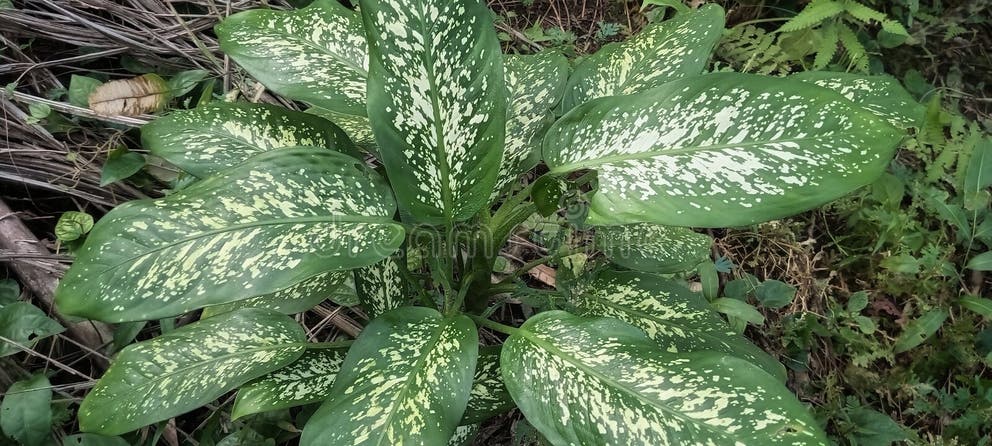 A Plant Similar To a Cod Tree with Bright Green and White Leaf Texture ...