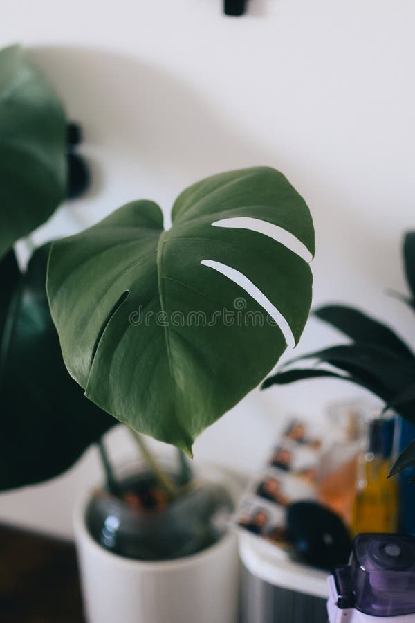 A Plant with a Single Stem is Displayed on a Table Stock Image - Image ...