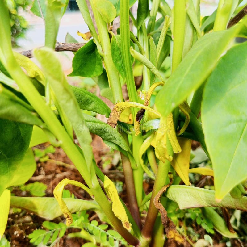 A Plant with Slightly Wilted Leaves with Small Plants Around it Stock ...