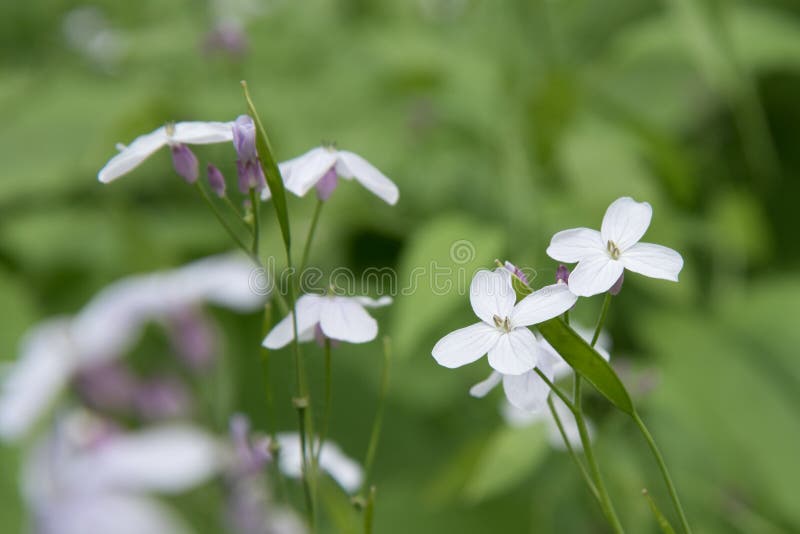 A Plant with Small Fragrant Flowers. Background, Texture Stock Image ...